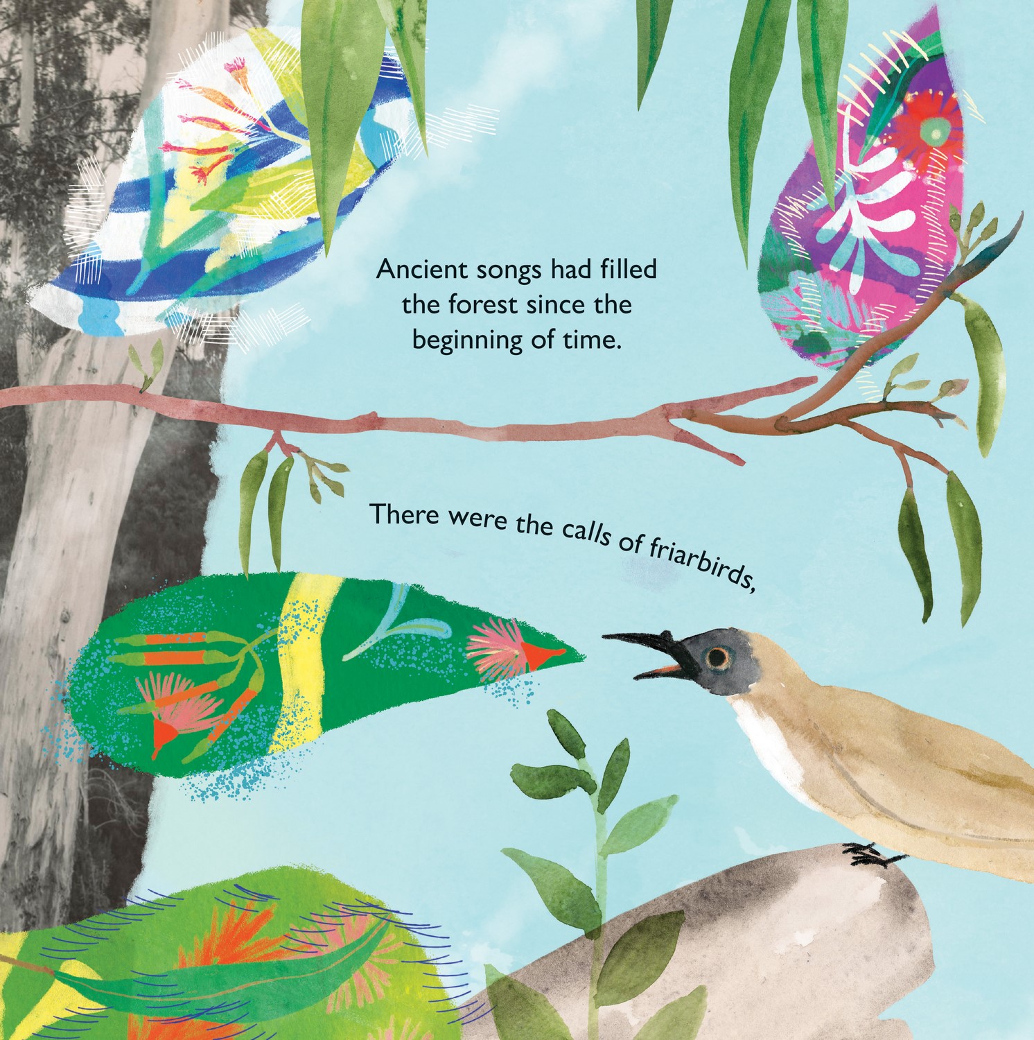 The Forgotten Song, Saving the Regent Honeyeater by Coral Vass ...