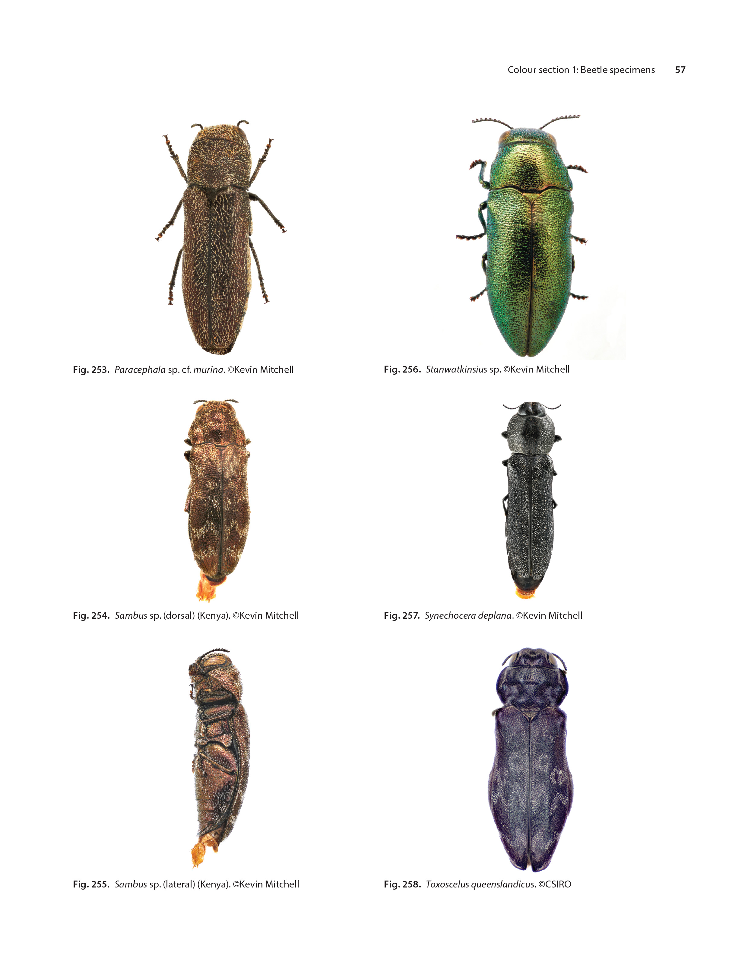 Australian Jewel Beetles by Geoff Williams | An Introduction to the ...