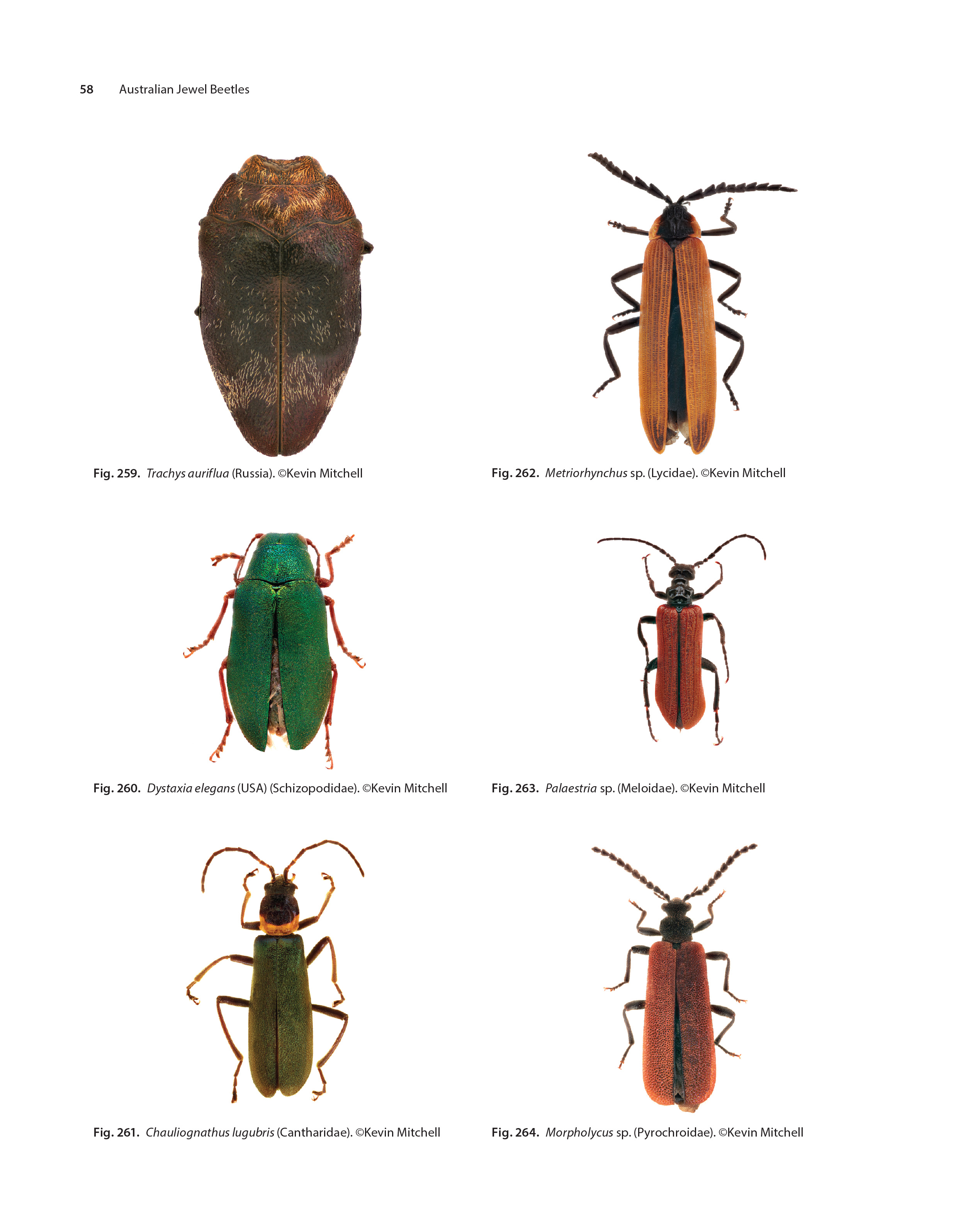 Australian Jewel Beetles by Geoff Williams | An Introduction to the ...