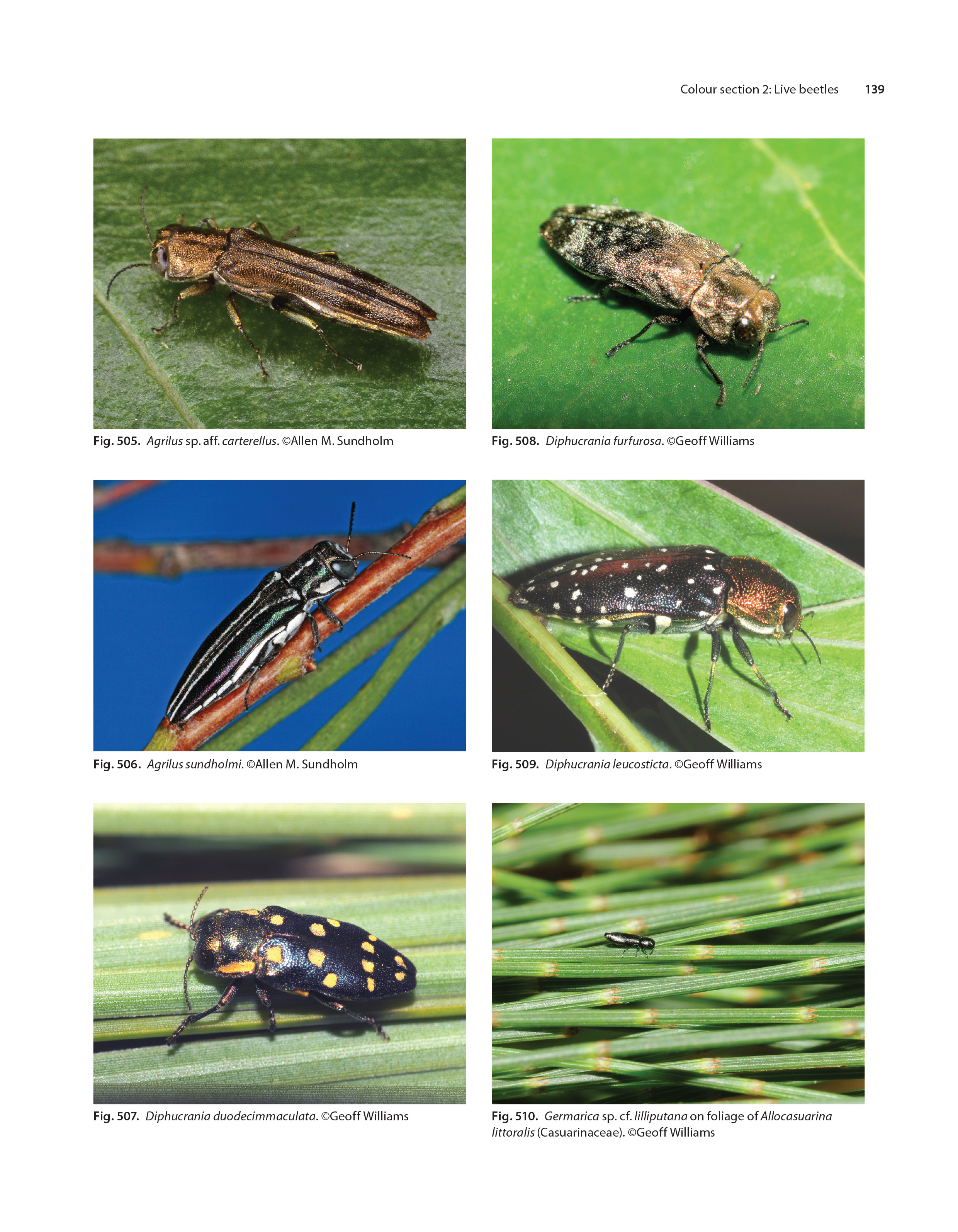 Australian Jewel Beetles by Geoff Williams | An Introduction to the ...