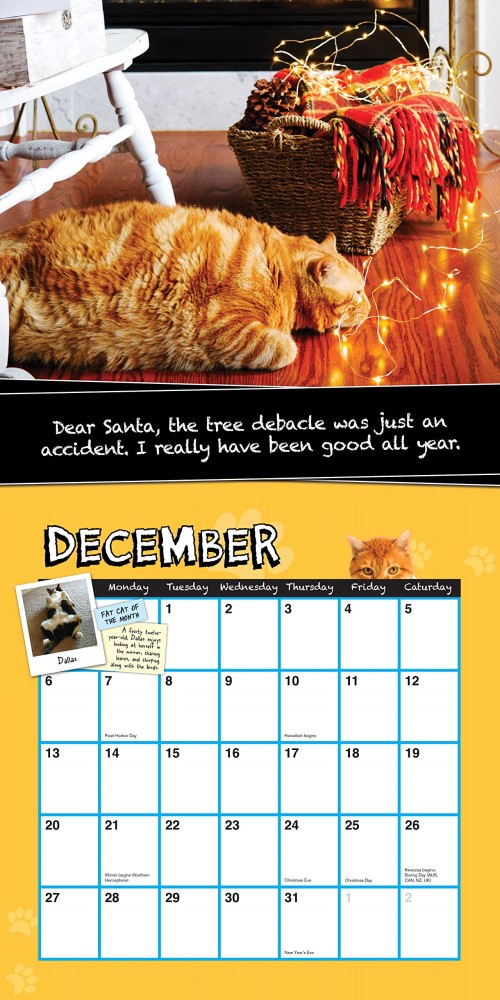 Fat Cats - 2020 Wall Calendar, Big Cats. Big Cattitude. by Sourcebooks ...