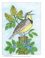 Birds at Home Coloring Book by Crista Forest | Color and Learn About ...