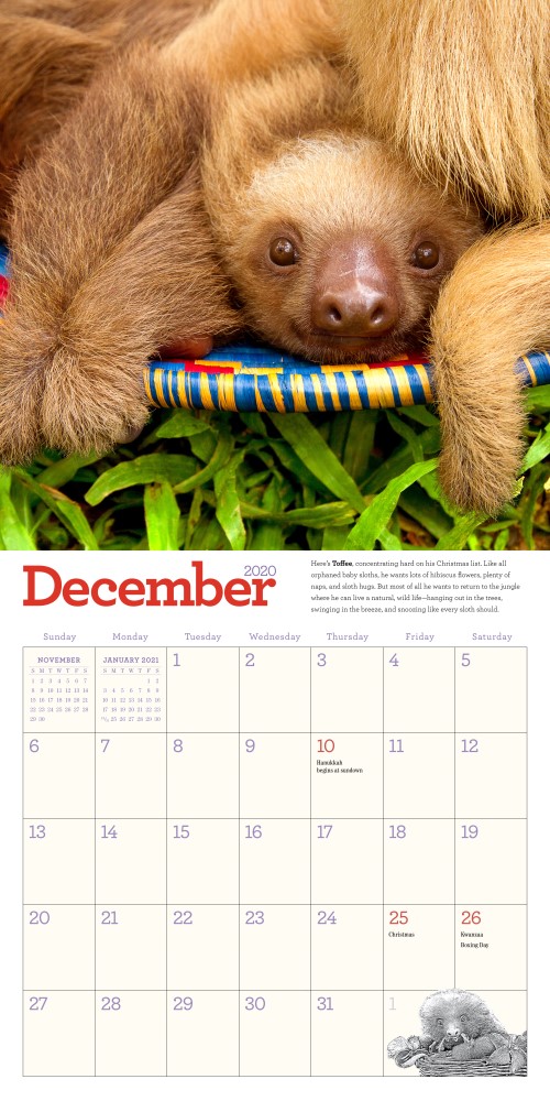 The Original Sloths Wall Calendar 2020 by Lucy Cooke | 9781523505777 ...