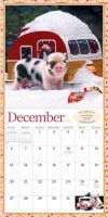 Pocket Pigs - 2020 Wall Calendar by Richard Austin | 9781523505944 ...