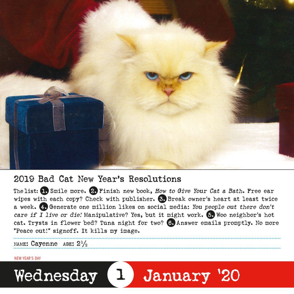 Bad Cat - 2020 Colour Page-A-Day Desk Calendar by Workman Calendars ...