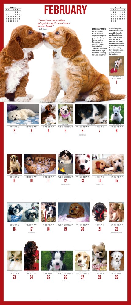 365 Puppies-A-Year Picture-A-Day 2020 Wall Calendar by Workman ...