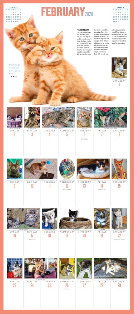 365 Kittens-A-Year Picture-A-Day 2020 Wall Calendar by Workman ...