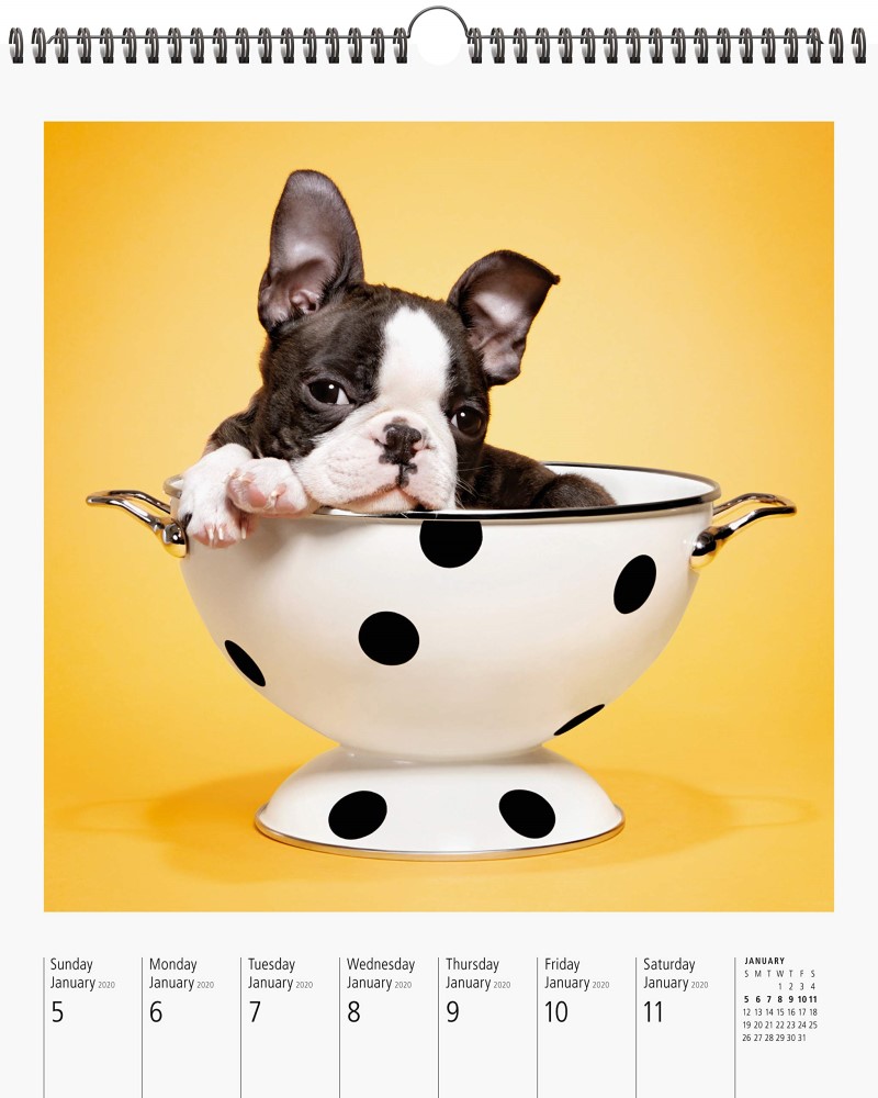 Dog Page-A-Week Gallery - 2020 Wall Calendar by Workman Calendars ...