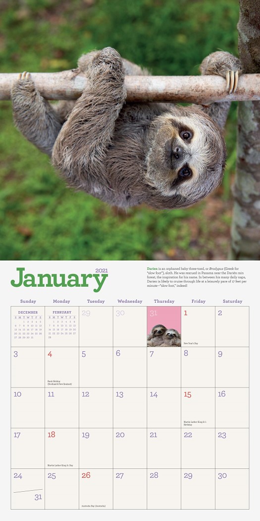 The Original Sloths - 2021 Wall Calendar by Lucy Cooke | 9781523508396 ...