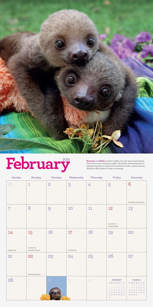 The Original Sloths - 2021 Wall Calendar by Lucy Cooke | 9781523508396 ...