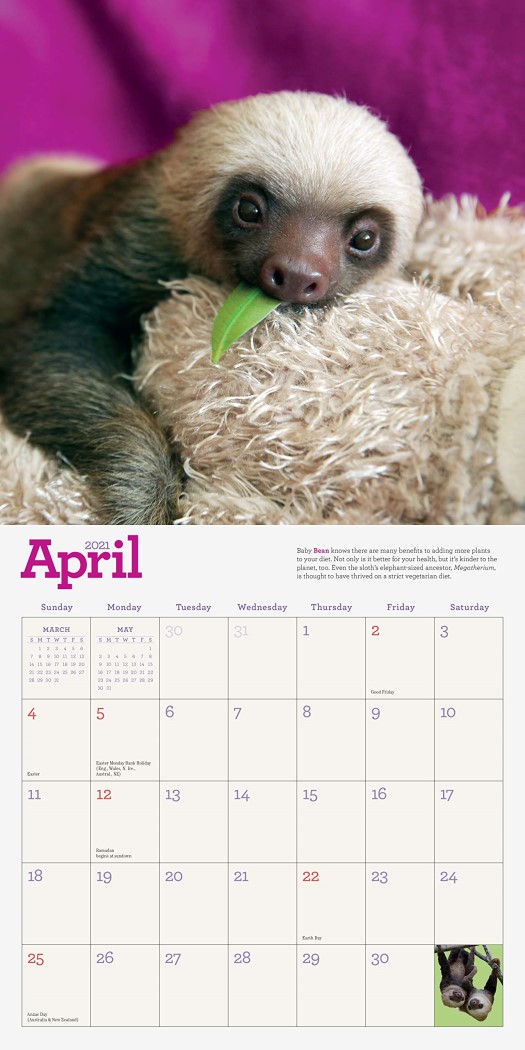 The Original Sloths - 2021 Wall Calendar by Lucy Cooke | 9781523508396 ...