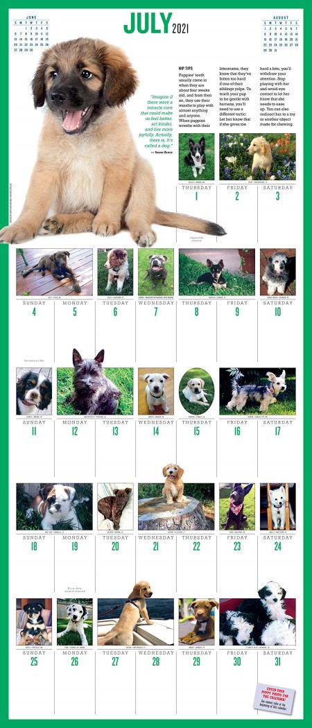 365 Puppies-A-Year Picture-A-Day - 2021 Deluxe Wall Calendar by Workman ...