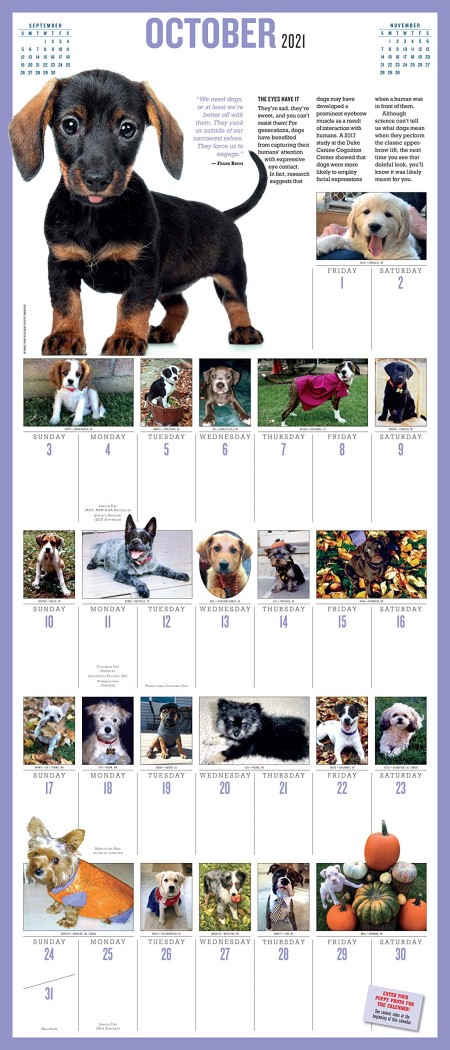 365 Puppies-A-Year Picture-A-Day - 2021 Deluxe Wall Calendar by Workman ...