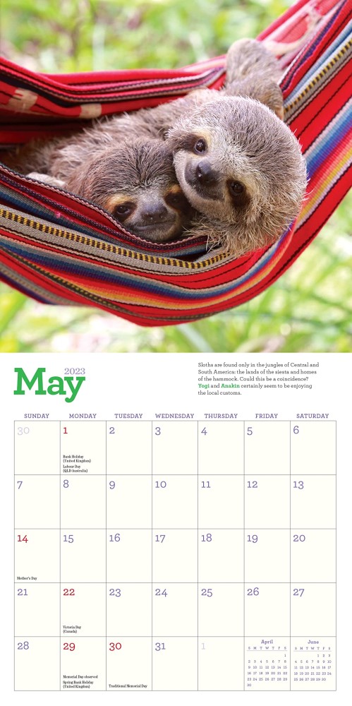 The Original Sloths - 2023 Mini Wall Calendar by Lucy Cooke ...