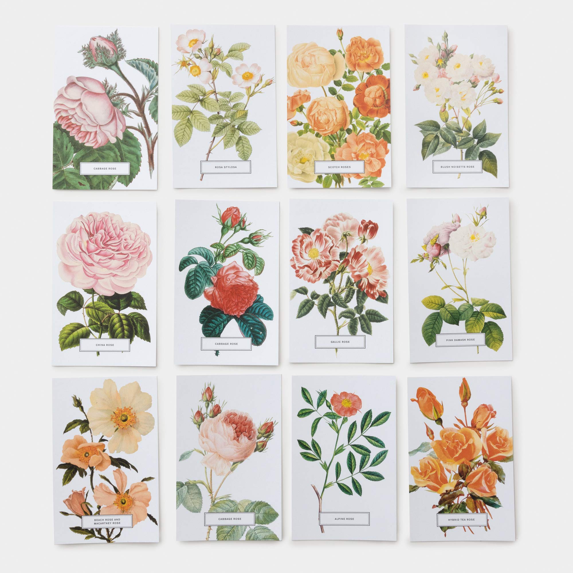 Roses: 100 Postcards, From the Archives of The New York Botanical ...