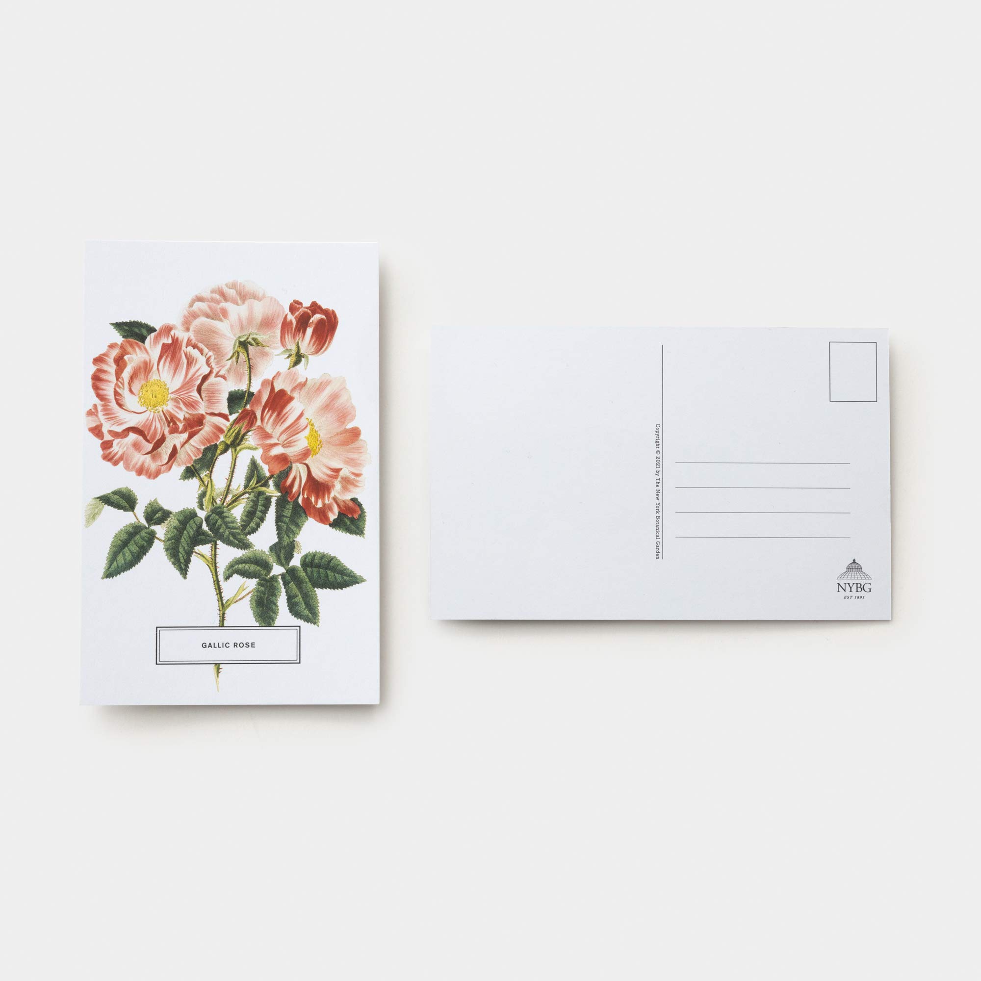 Roses: 100 Postcards, From the Archives of The New York Botanical ...