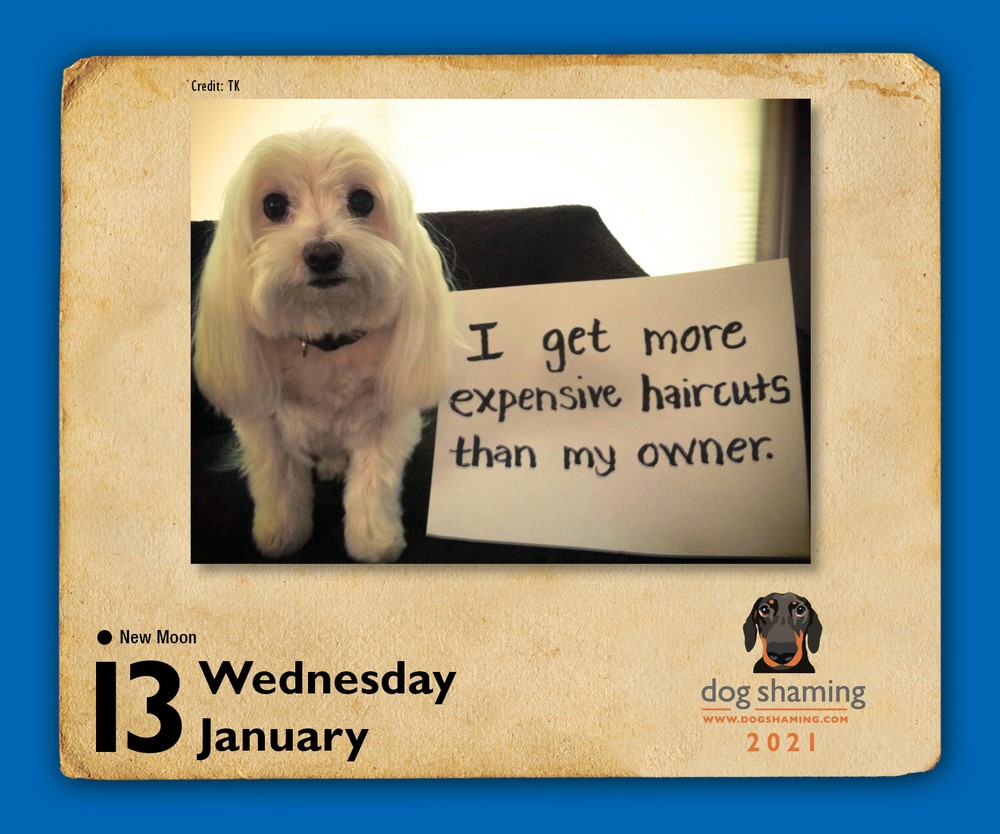 Dog Shaming Calendar