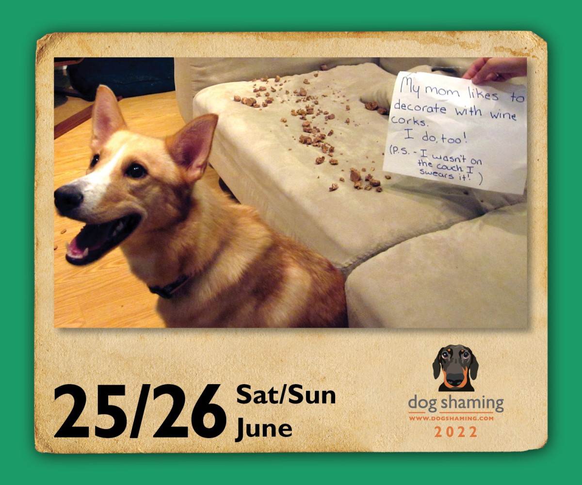 Dog Shaming - 2022 Desk Calendar by Pascale Lemire | 9781524863586 ...