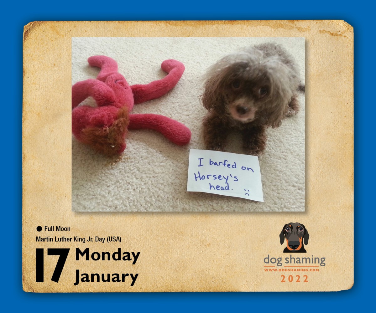 Dog Shaming - 2022 Daily Desk Calendar by Pascale Lemire ...