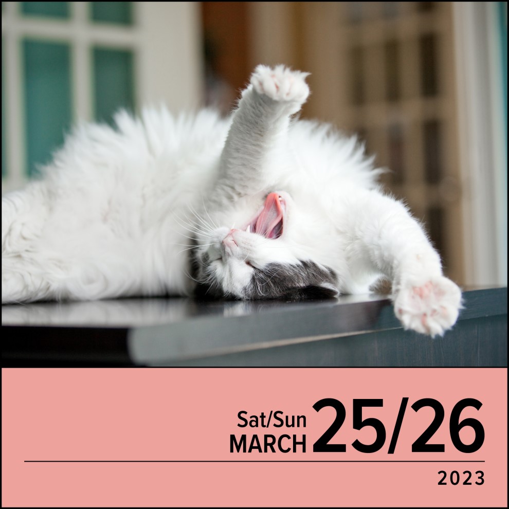 Cats 2023 Day-to-Day Calendar by Andrews McMeel Publishing ...