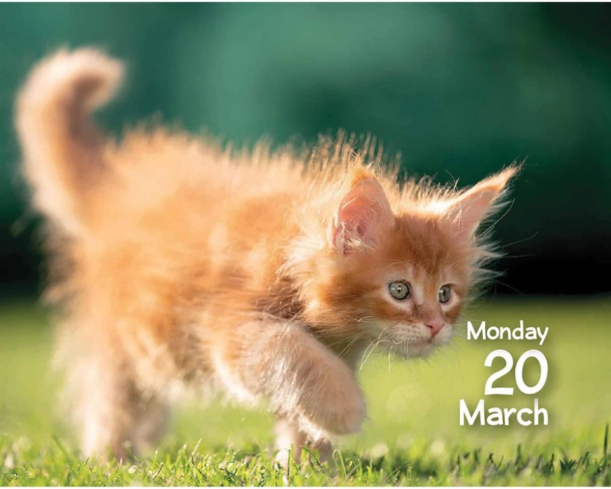 Cats - 2023 Mini Daily Desk Calendar by Carousel Calendars ...