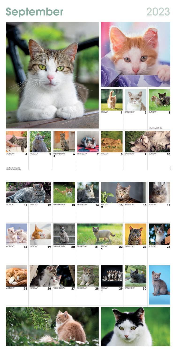 Cats 365 Days - 2023 Wall Calendar by Carousel Calendars ...
