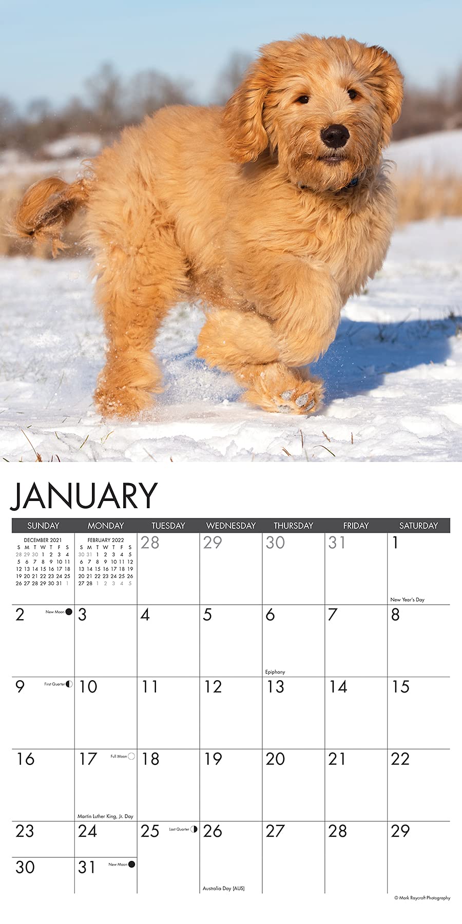 Just Goldendoodles - 2022 Wall Calendar, Dog Breed Wall Calendar by ...