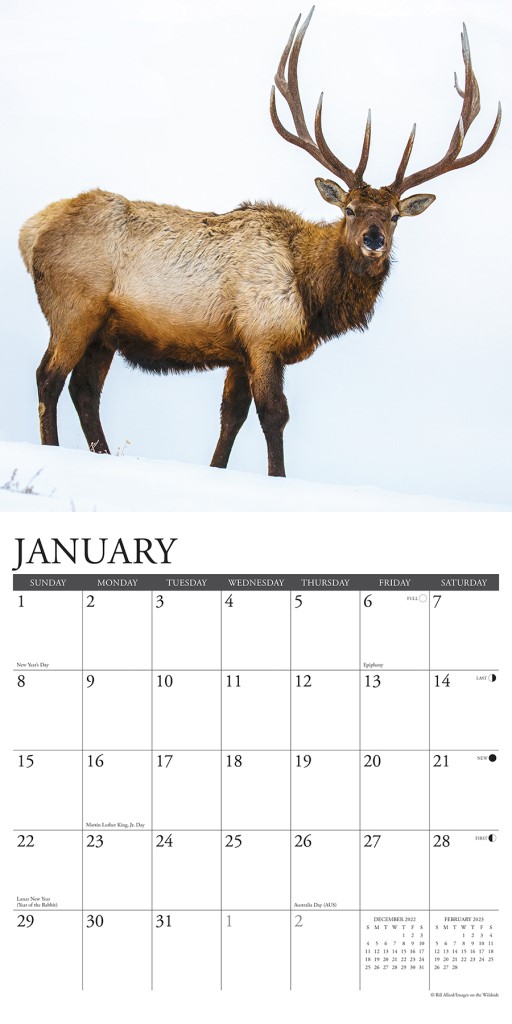 Bull Elk - 2023 Wall Calendar by Willow Creek Press | 9781549225116 ...