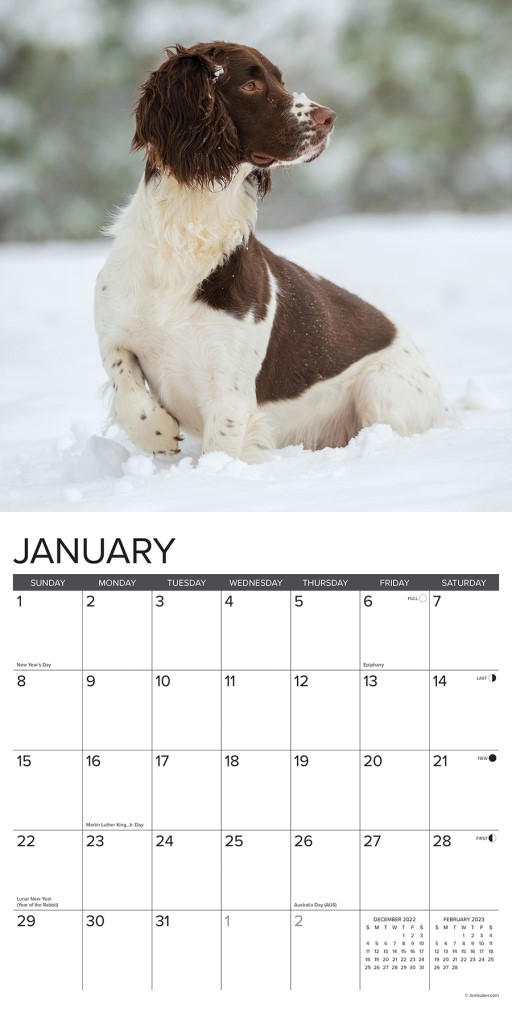 Just English Springer Spaniels 2023 Wall Calendar by Willow Creek Press ...