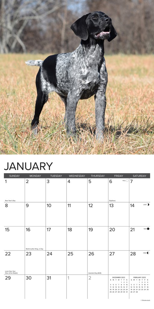 Just German Shorthaired Pointers 2023 Wall Calendar by Willow Creek ...