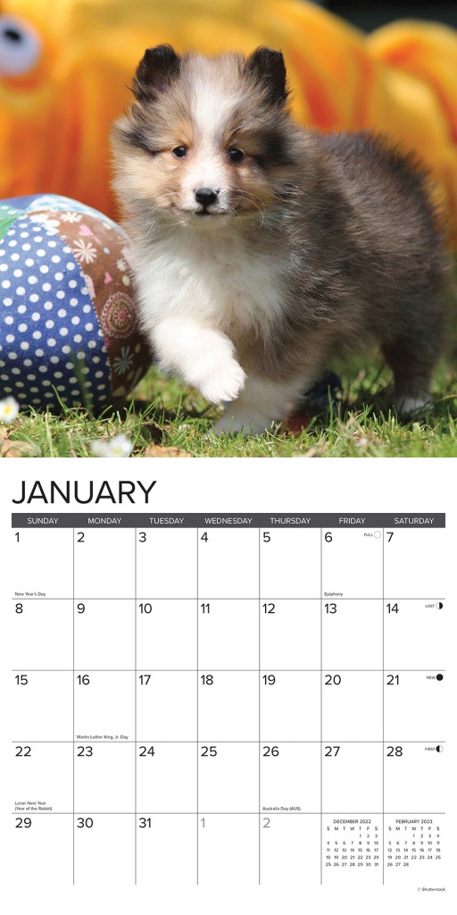 Just Sheltie Puppies 2023 Wall Calendar by Willow Creek Press ...