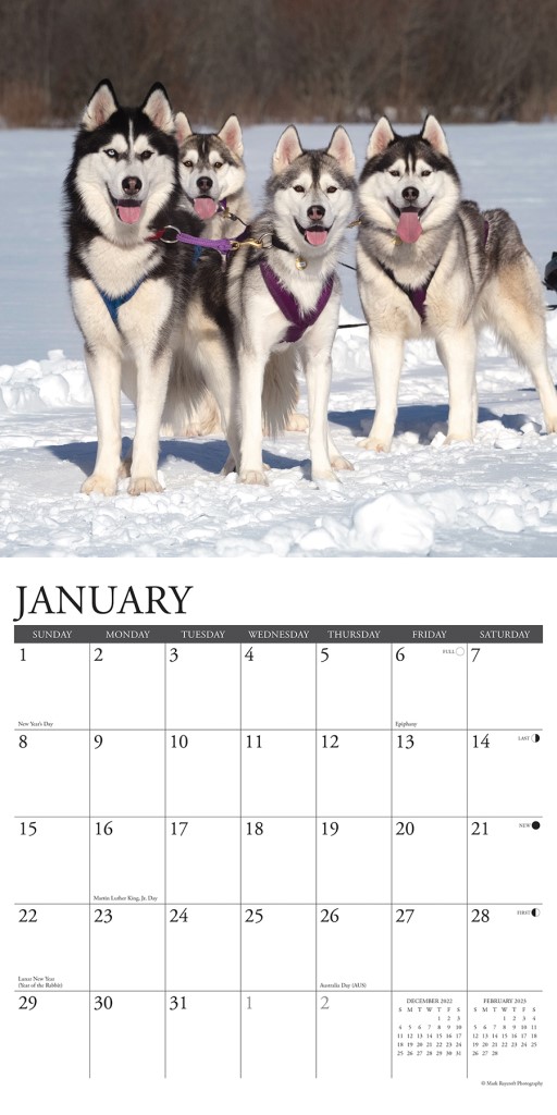 Just Siberian Huskies - 2023 Wall Calendar by Willow Creek Press ...
