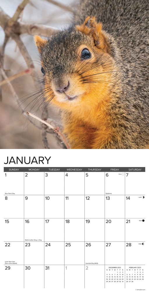 Squirrels - 2023 Wall Calendar by Willow Creek Press | 9781549227806 ...