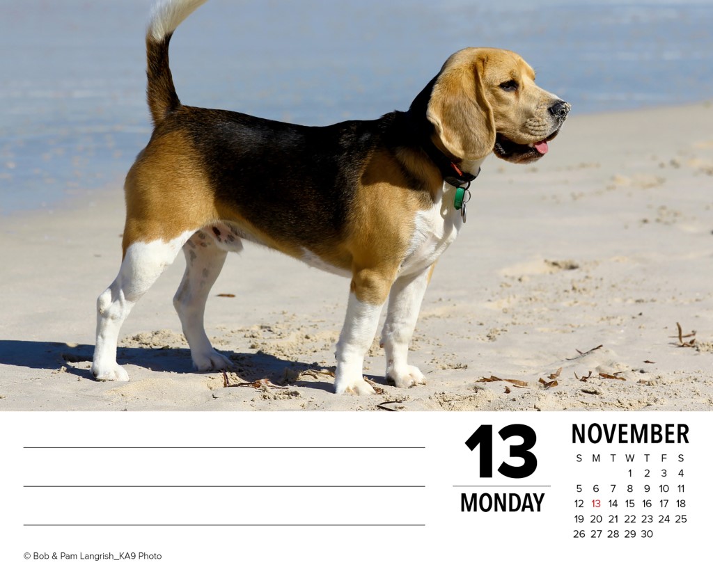 Beagles - 2023 Box Calendar by Willow Creek Press | 9781549228780 ...