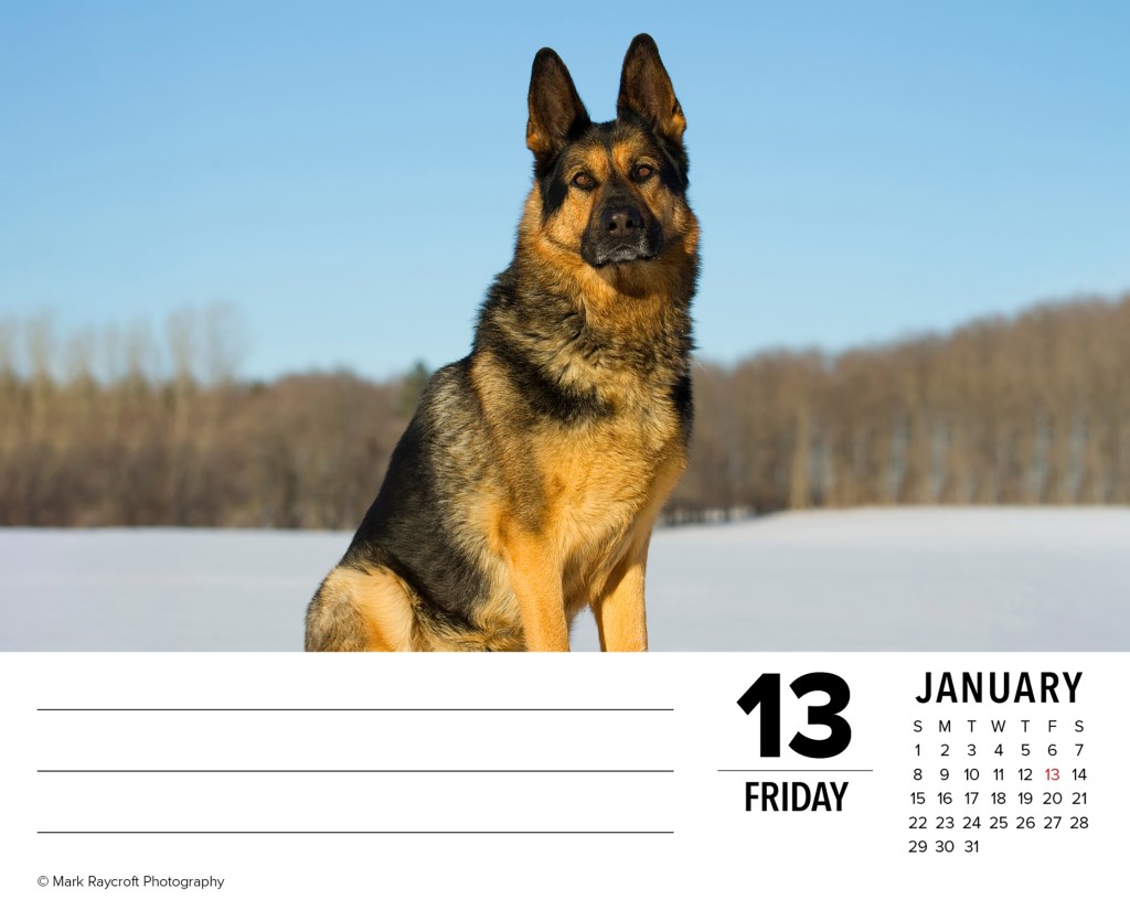 German Shepherds - 2023 Daily Desk Calendar by Willow Creek Press ...