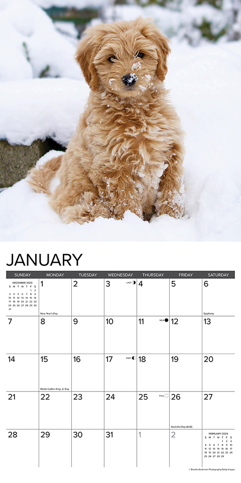 Just Goldendoodles - 2024 Wall Calendar by Willow Creek Press ...