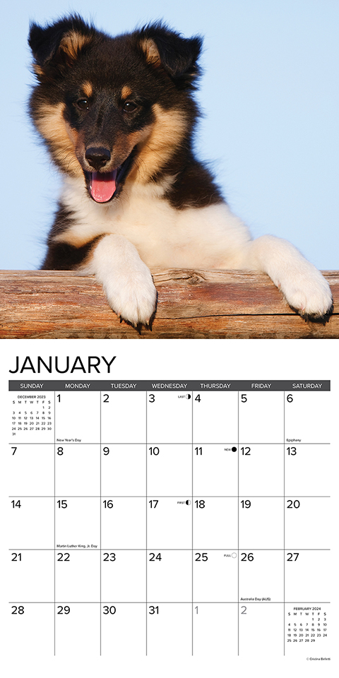 Just Sheltie Puppies - 2024 Wall Calendar by Willow Creek Press ...