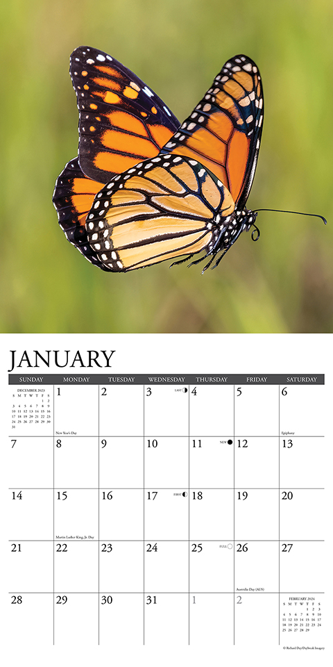 Monarch Butterflies - 2024 Wall Calendar by Willow Creek Press ...