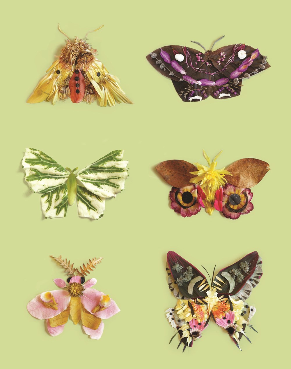 Flora Forager Butterfly Notecards, 16 Note Cards with 8 different ...
