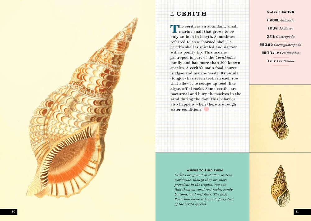 The Little Book of Shells, A Kid's Guide to Shells and the Amazing ...