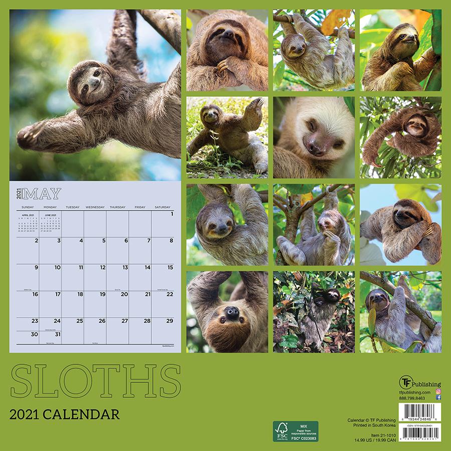 Sloths - 2021 Wall Calendar by TF Publishing | 9781643328461 | Booktopia