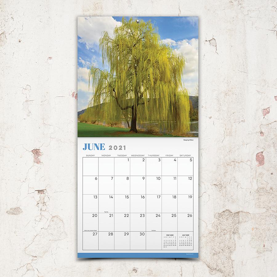 Trees - 2021 Wall Calendar by TF Publishing | 9781643328584 | Booktopia