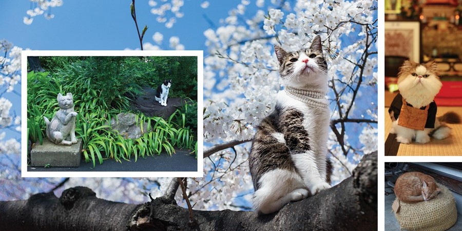 Catland, The Soft Power of Cat Culture in Japan by Sarah Archer ...