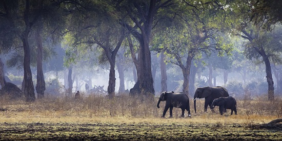 Wild Elephants, Conservation in the Age of Extinction by Samuel Wasser ...