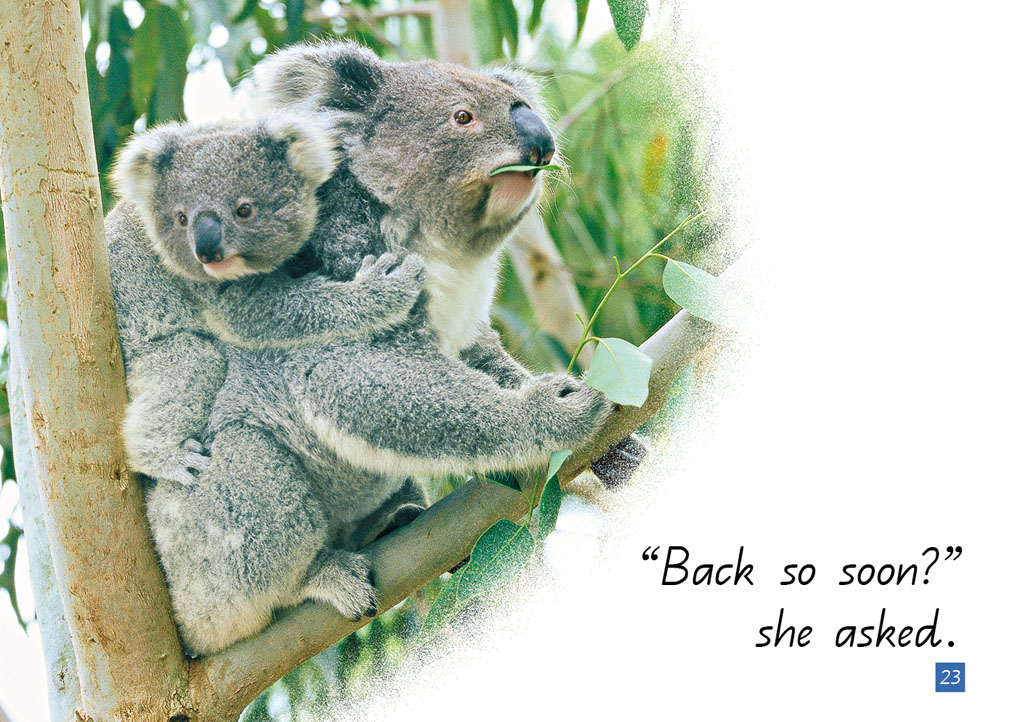 Steve Parish Children's Story Book, Brave Koala by Parish Steve Johnson ...
