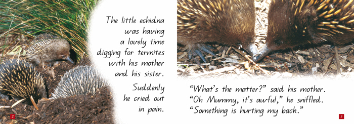 Spiky Echidna, Kids Story Book by Parish Steve Johnson Rebecca ...