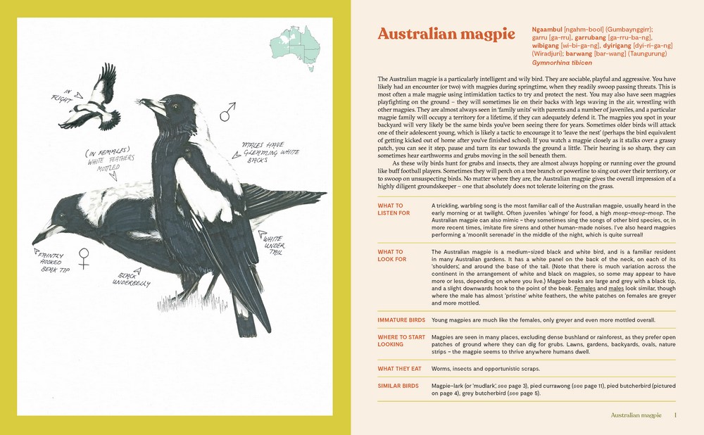 100 Australian Birds by Georgia Angus | 9781741177220 | Booktopia