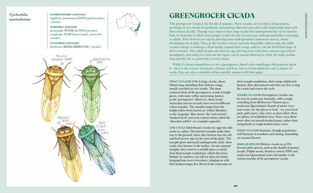 100 Australian Butterflies, Bees, Beetles & Bugs by Georgia Angus ...