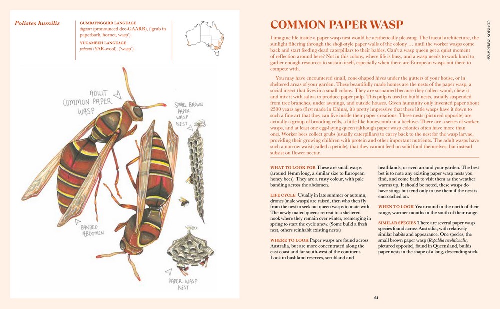 100 Australian Butterflies, Bees, Beetles & Bugs by Georgia Angus ...