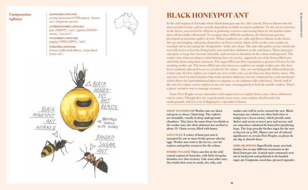 100 Australian Butterflies, Bees, Beetles & Bugs by Georgia Angus ...